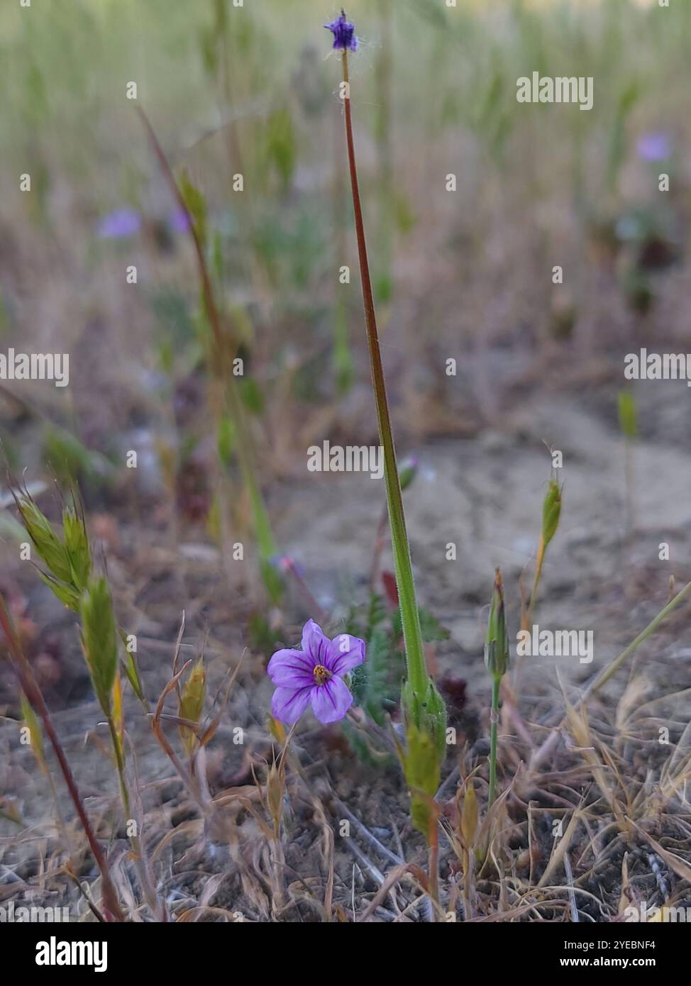Mediterranean Stork's-bill (Erodium botrys Stock Photo - Alamy