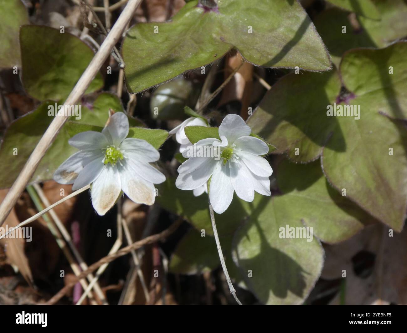 sharp-lobed hepatica (Hepatica acutiloba Stock Photo - Alamy