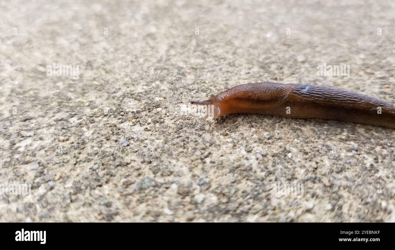 Western Dusky Slug (Arion subfuscus Stock Photo - Alamy