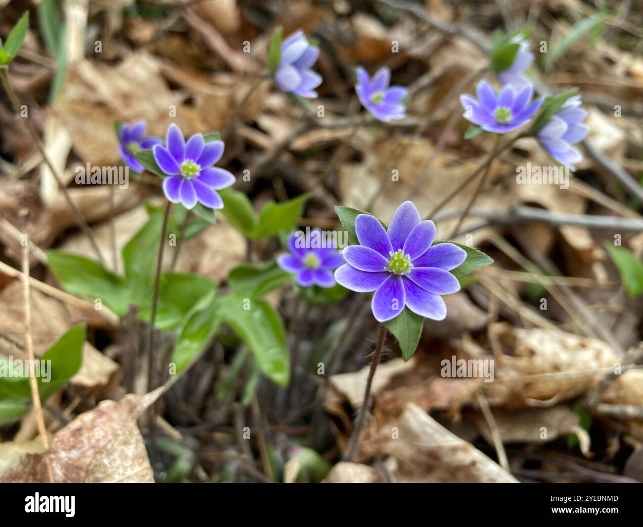 sharp-lobed hepatica (Hepatica acutiloba Stock Photo - Alamy