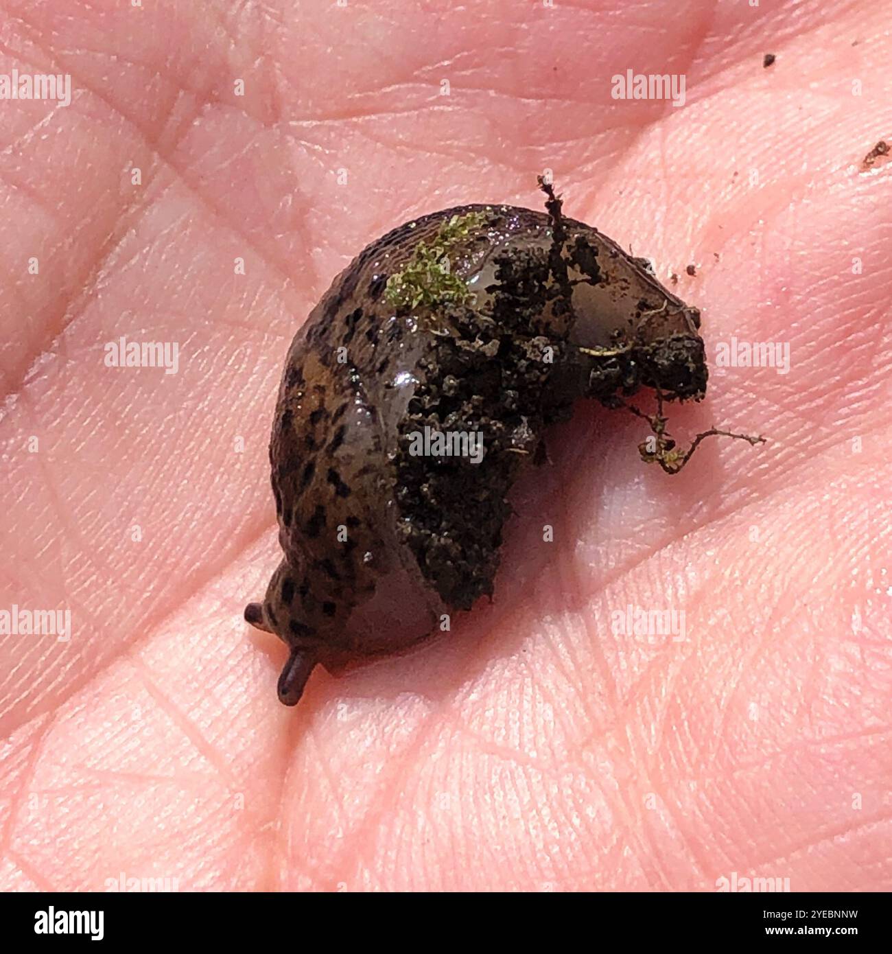 Leopard Slug (Limax maximus Stock Photo - Alamy