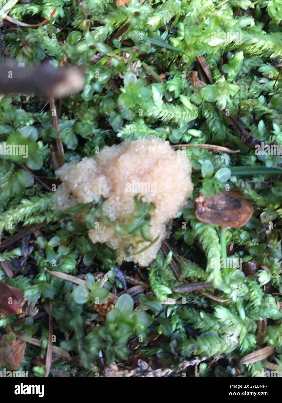 Dog Sick Slime Mould (Didymium spongiosum Stock Photo - Alamy