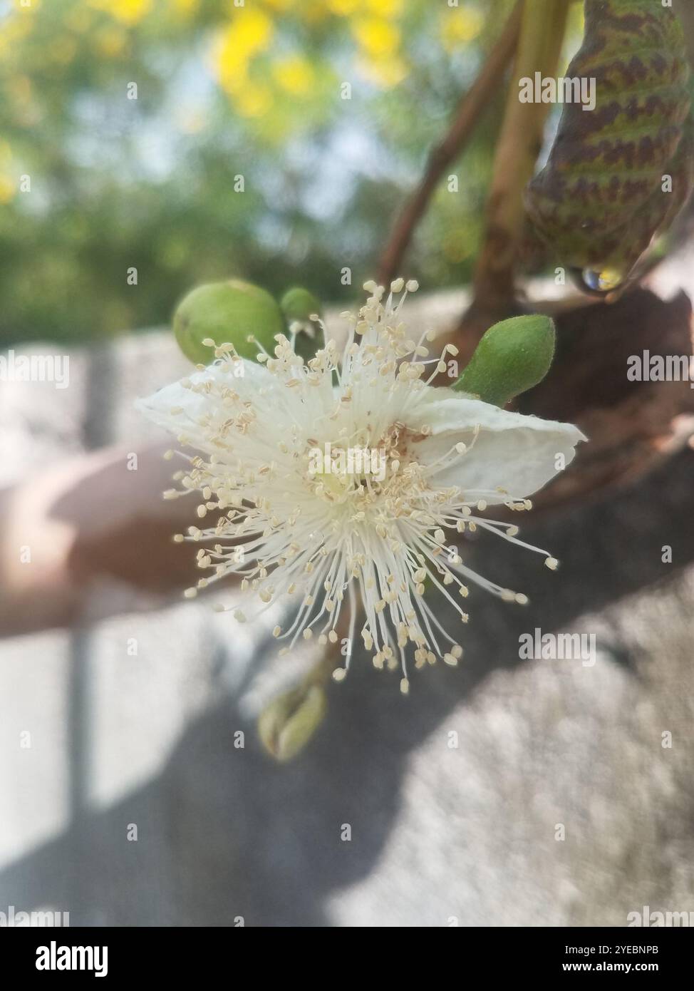 Common guava (Psidium guajava Stock Photo - Alamy