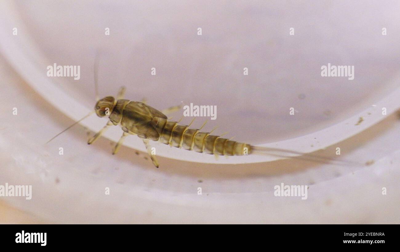 Small Mayflies (Baetidae Stock Photo - Alamy