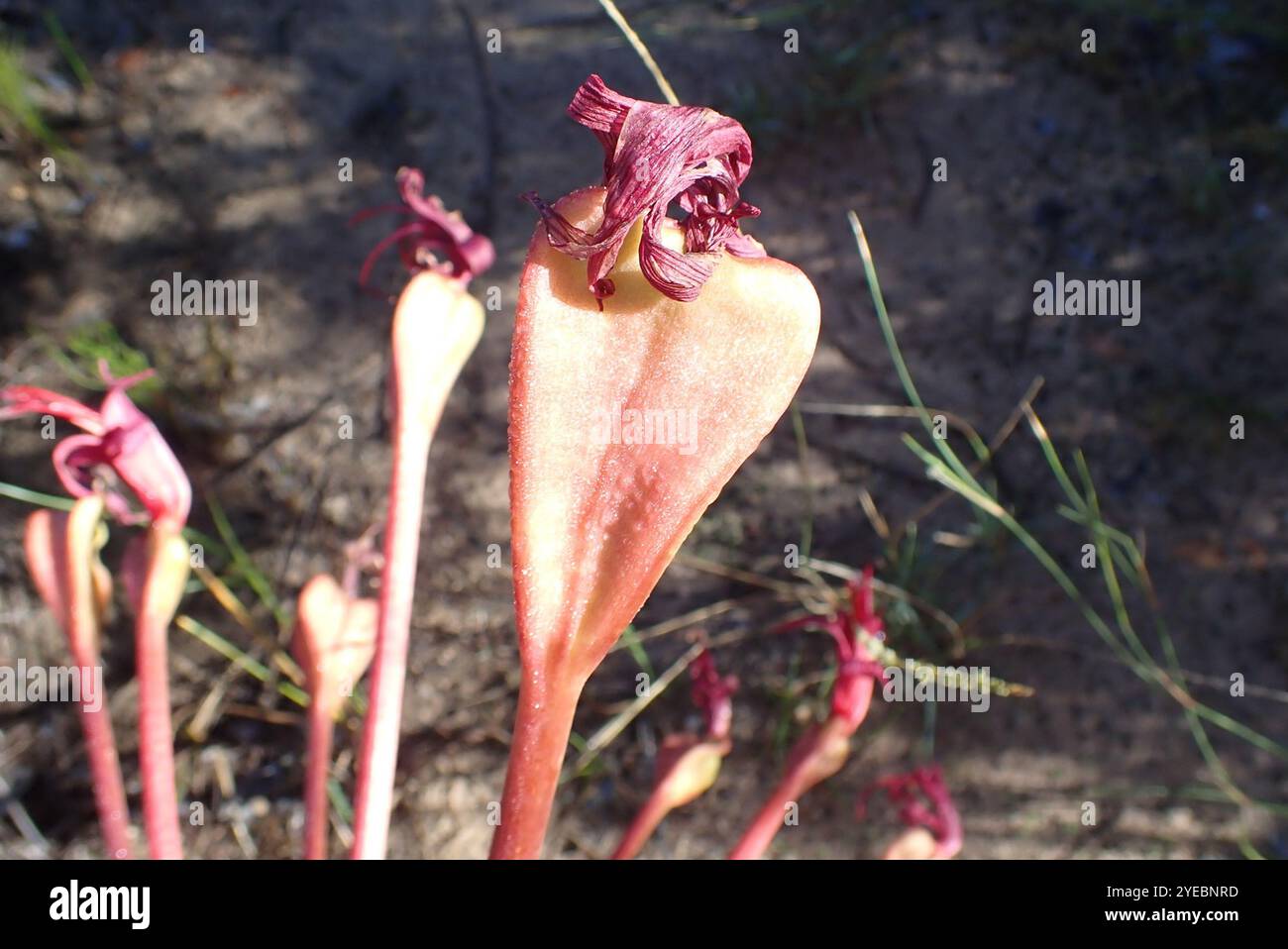 Brunsvigia orientalis hi-res stock photography and images - Alamy