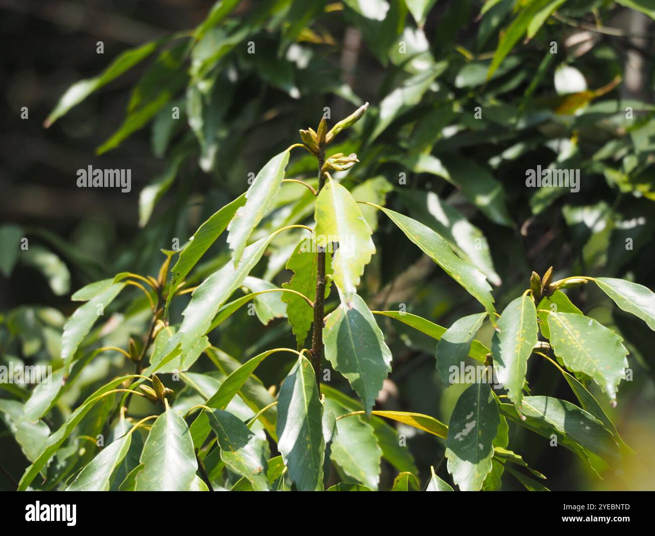 ring-cupped oak (Quercus glauca Stock Photo - Alamy