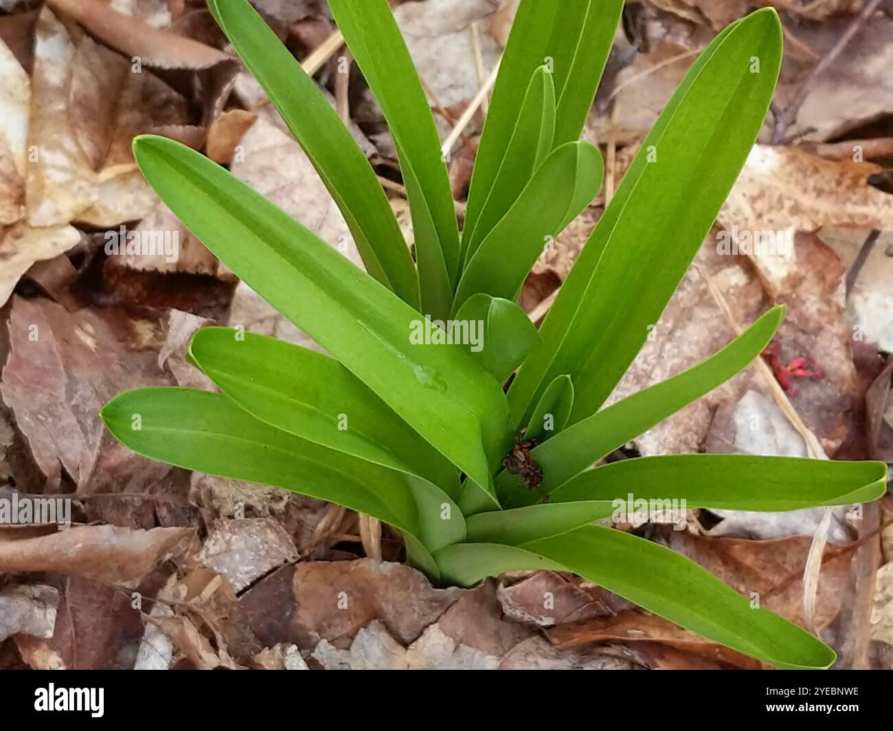 fly poison (Amianthium muscitoxicum Stock Photo - Alamy
