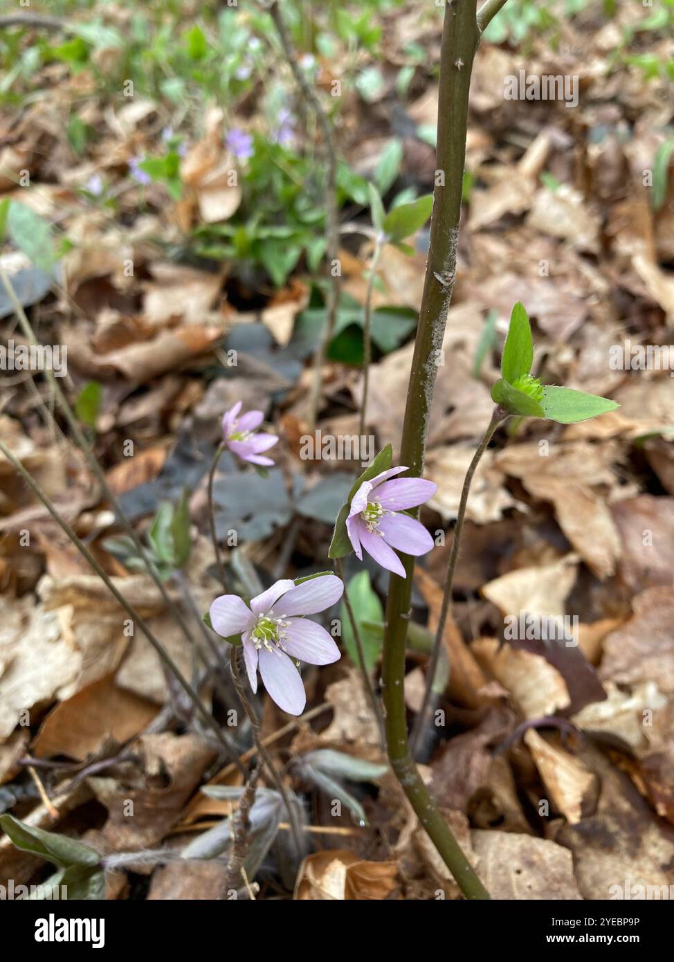 sharp-lobed hepatica (Hepatica acutiloba Stock Photo - Alamy