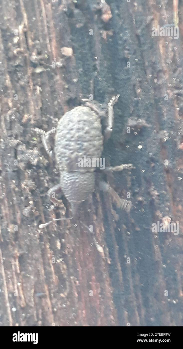 True Weevils (Curculionidae Stock Photo - Alamy