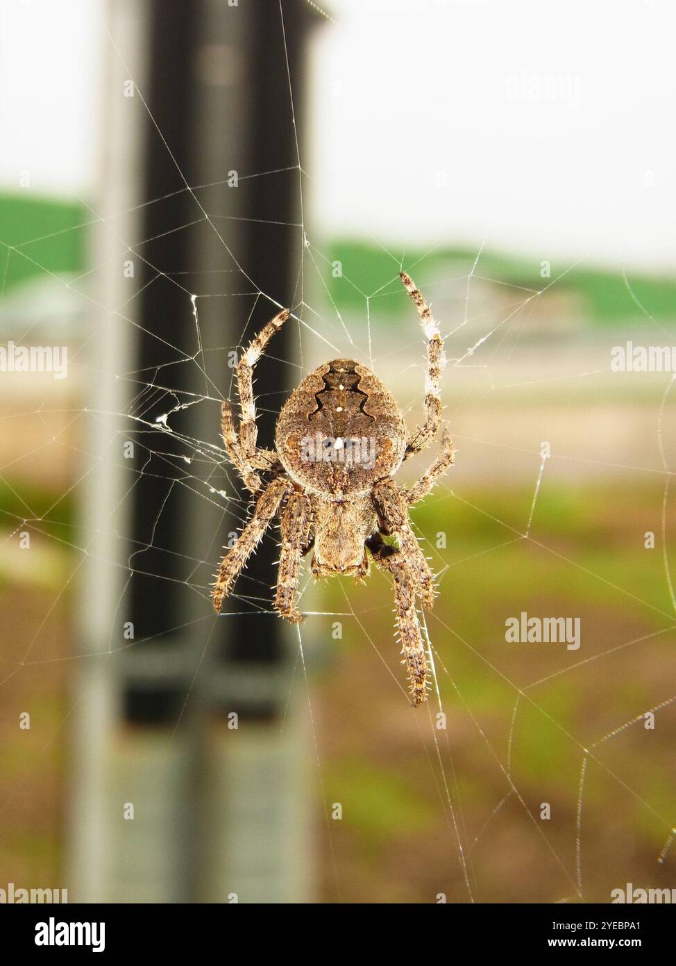 Araneus ventricosus hi-res stock photography and images - Alamy