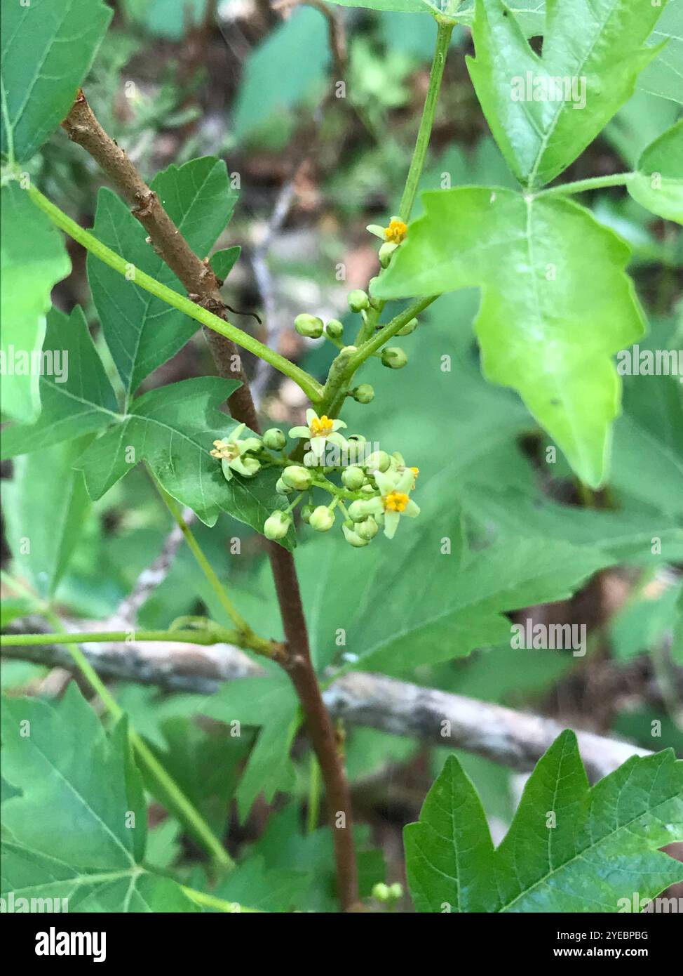 poison ivies and oaks (Toxicodendron Stock Photo - Alamy