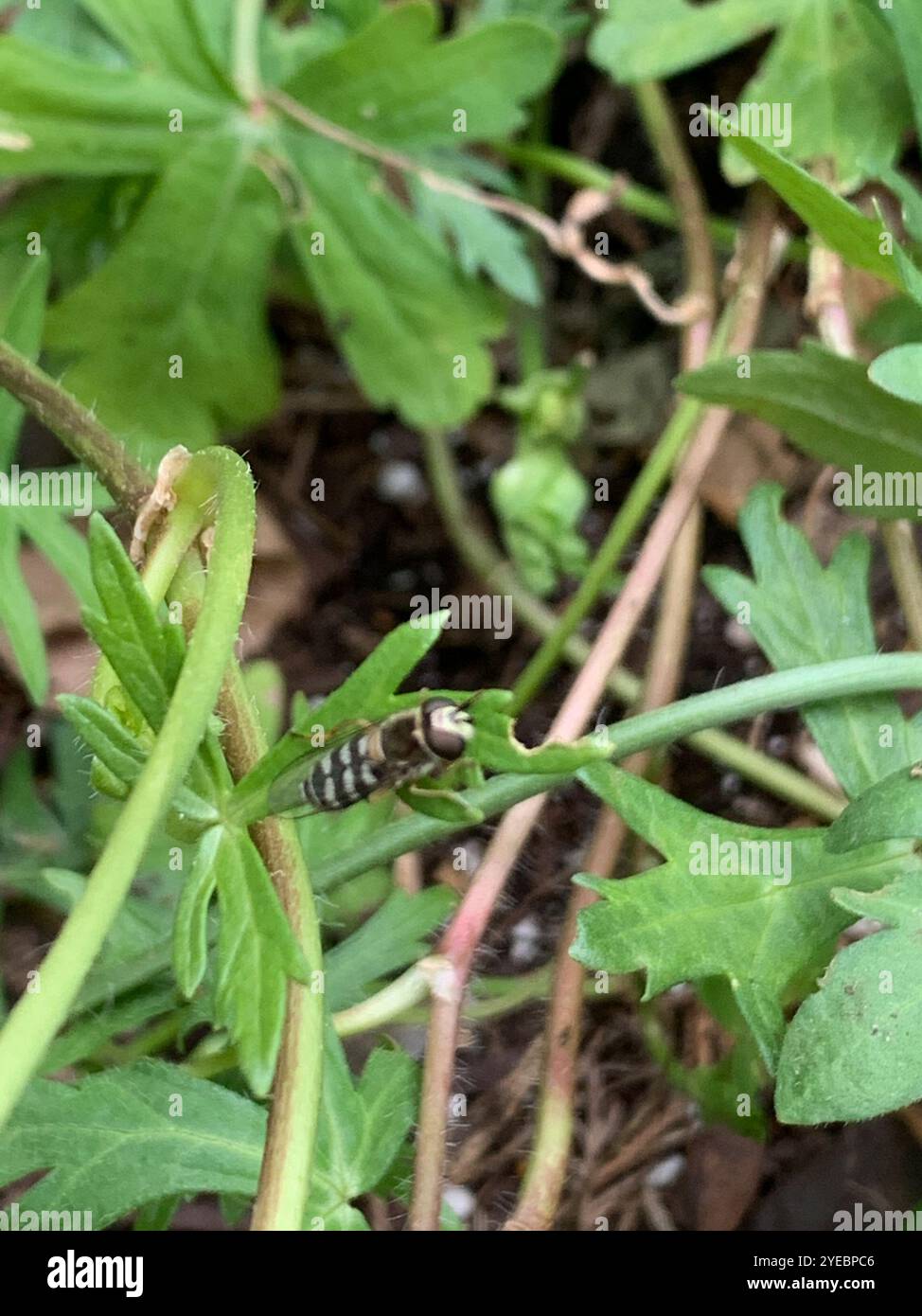 Large-tailed Aphideater (Eupeodes volucris Stock Photo - Alamy