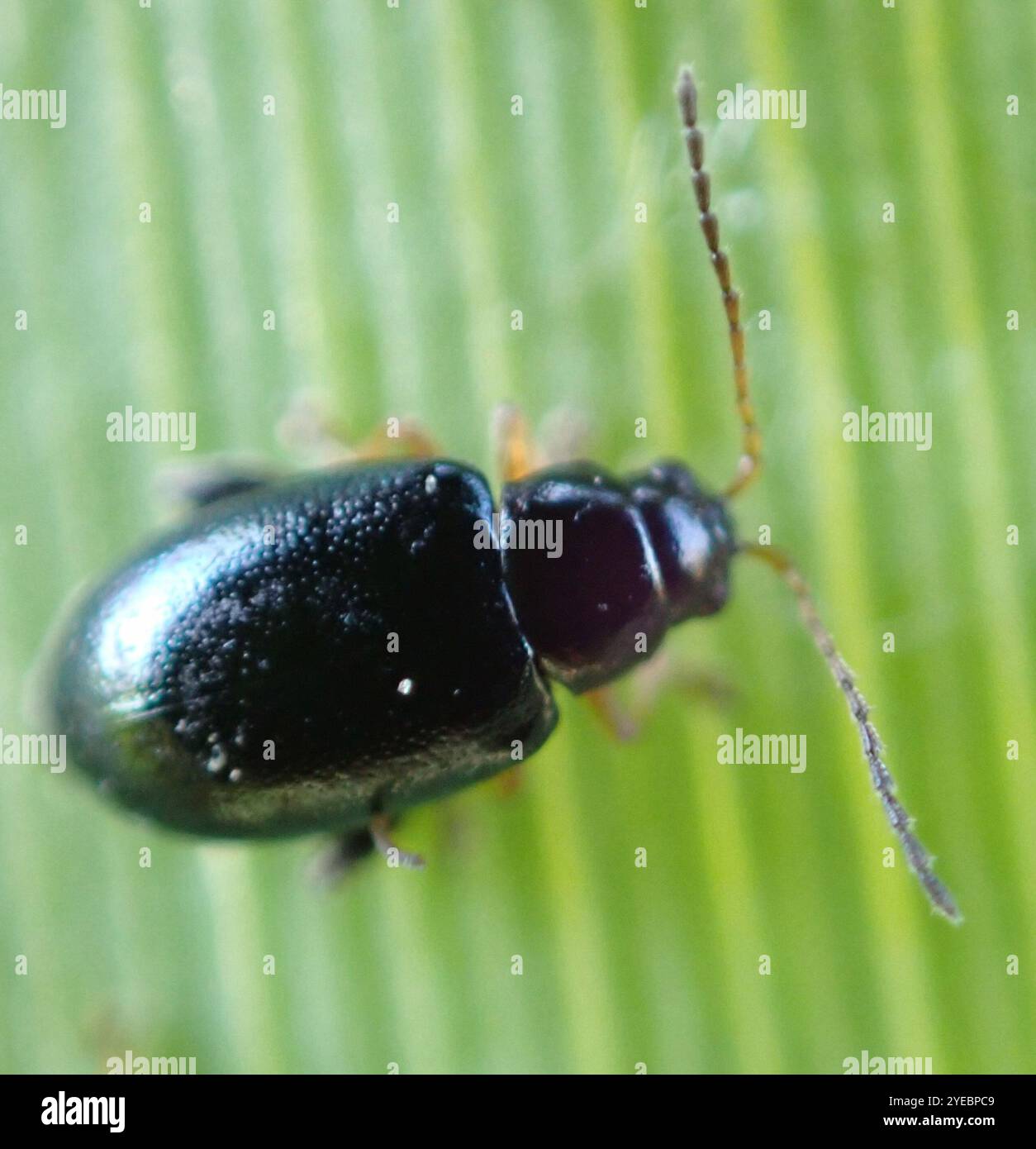 Iris Flea Beetle (Aphthona nonstriata Stock Photo - Alamy