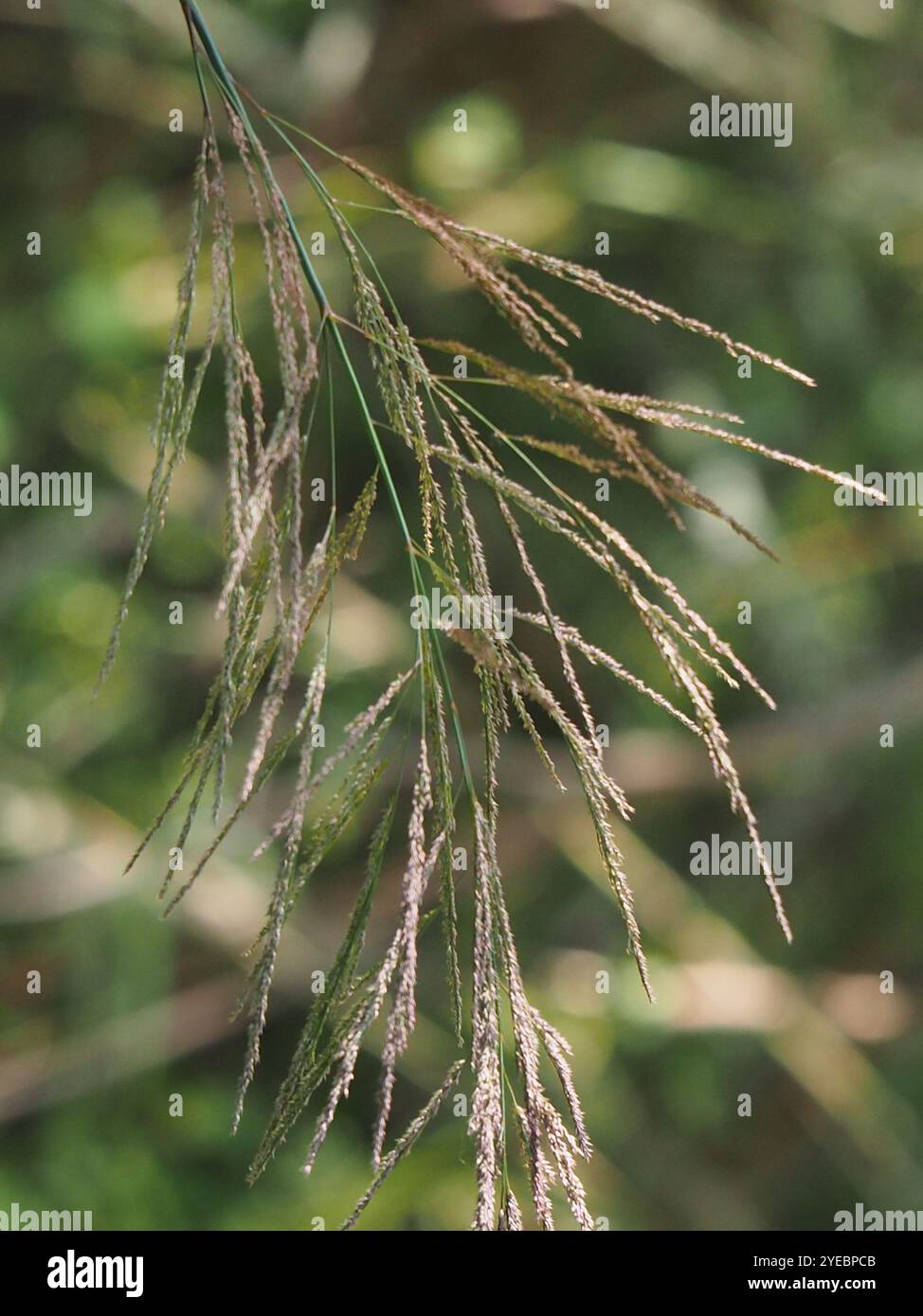 Thysanolaena latifolia hi-res stock photography and images - Alamy