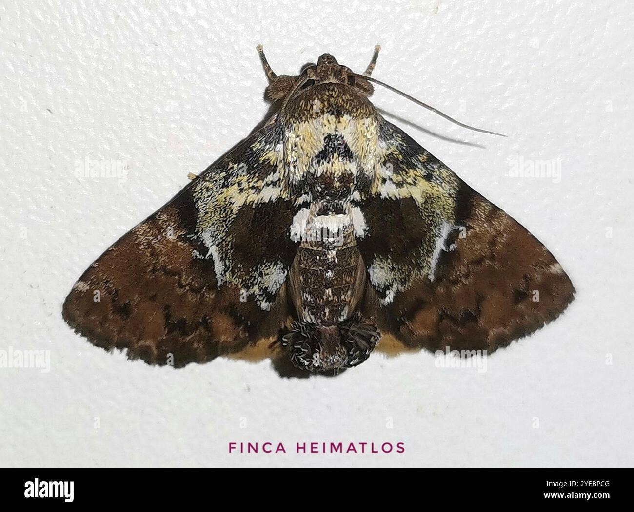 Eutelia hi-res stock photography and images - Alamy