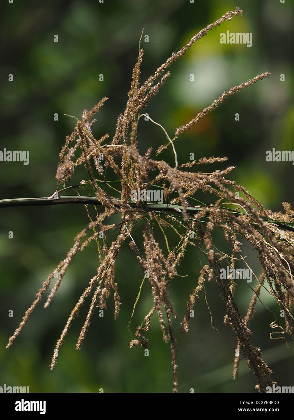 Nepalese Broom Grass (Thysanolaena latifolia Stock Photo - Alamy