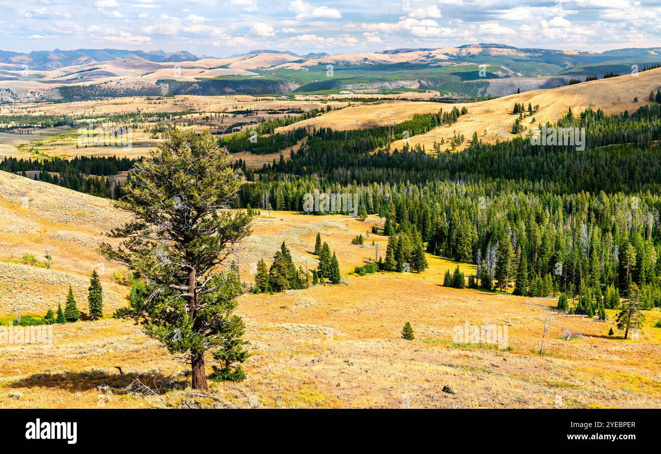 Expansive Landscape of Washburn Meadows in Yellowstone National Park ...