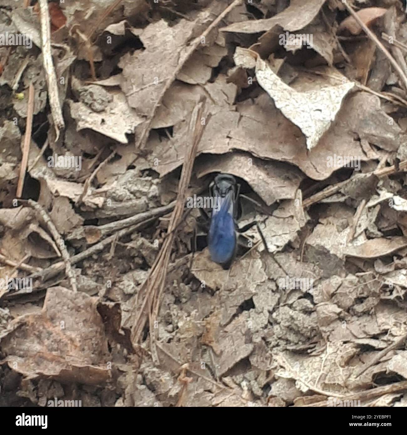 Spider Wasps (Pompilidae Stock Photo - Alamy