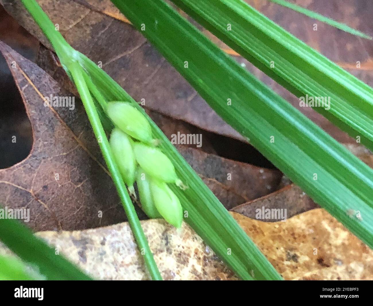 flat-spiked sedge (Carex planispicata Stock Photo - Alamy