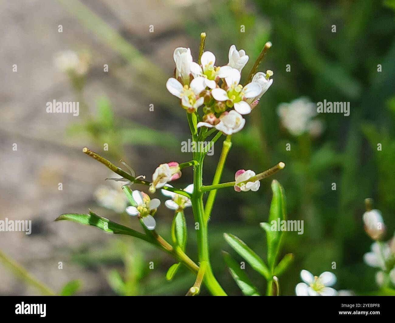 hairy bittercress (Cardamine hirsuta Stock Photo - Alamy
