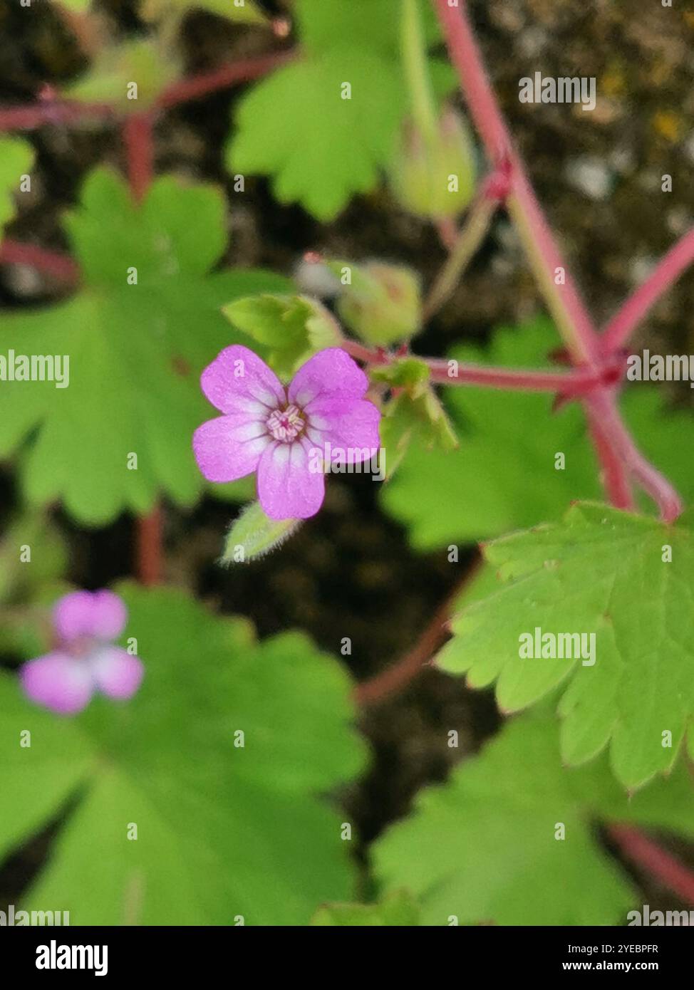 Round-leaved Crane's-bill (Geranium rotundifolium Stock Photo - Alamy