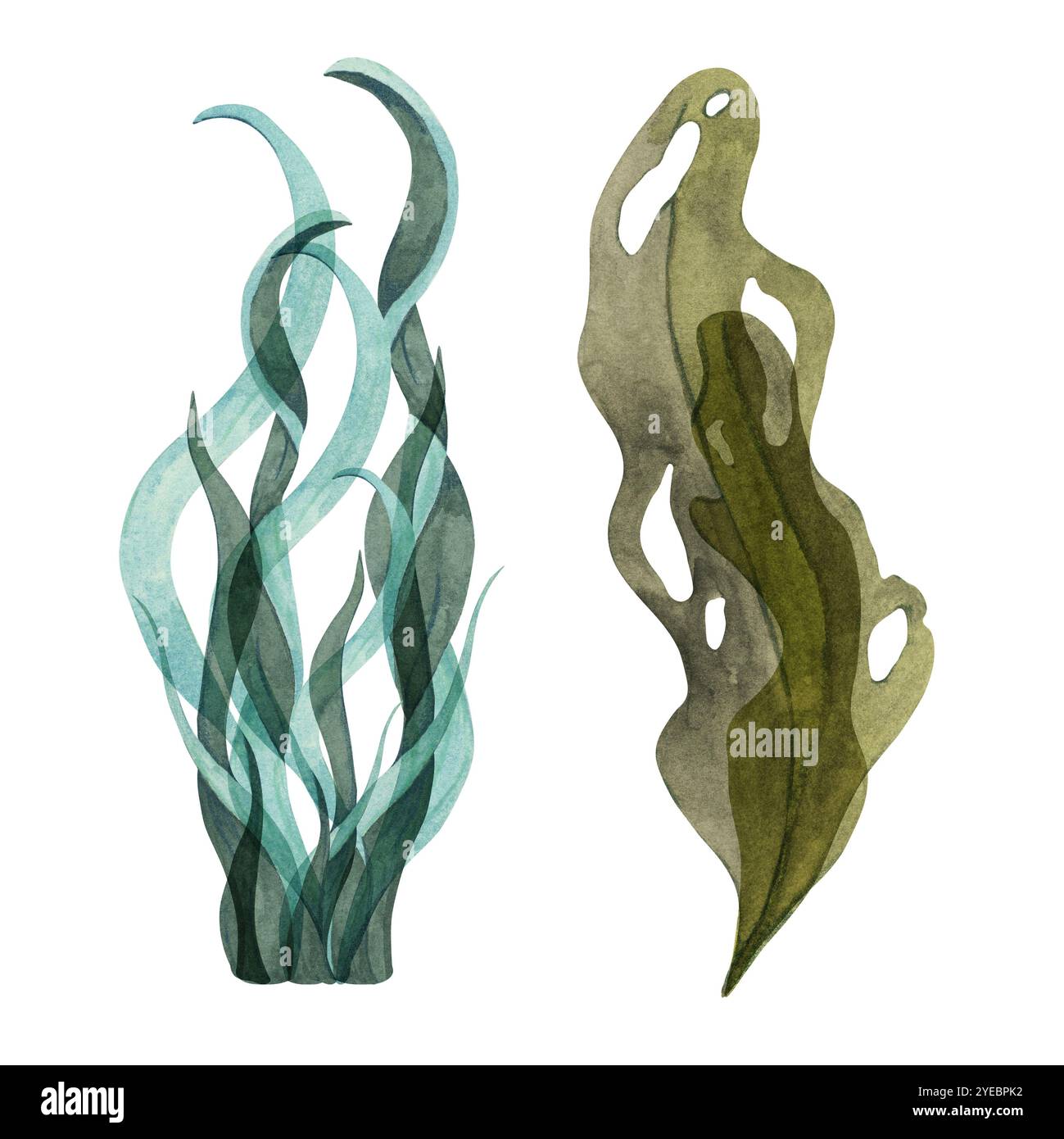 Light blue and green watercolor seaweed clipart with long, wavy leaves ...