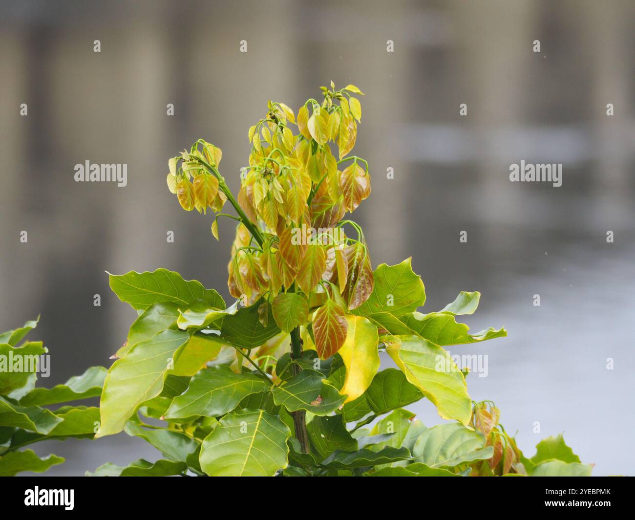 Millettia pinnata hi-res stock photography and images - Alamy