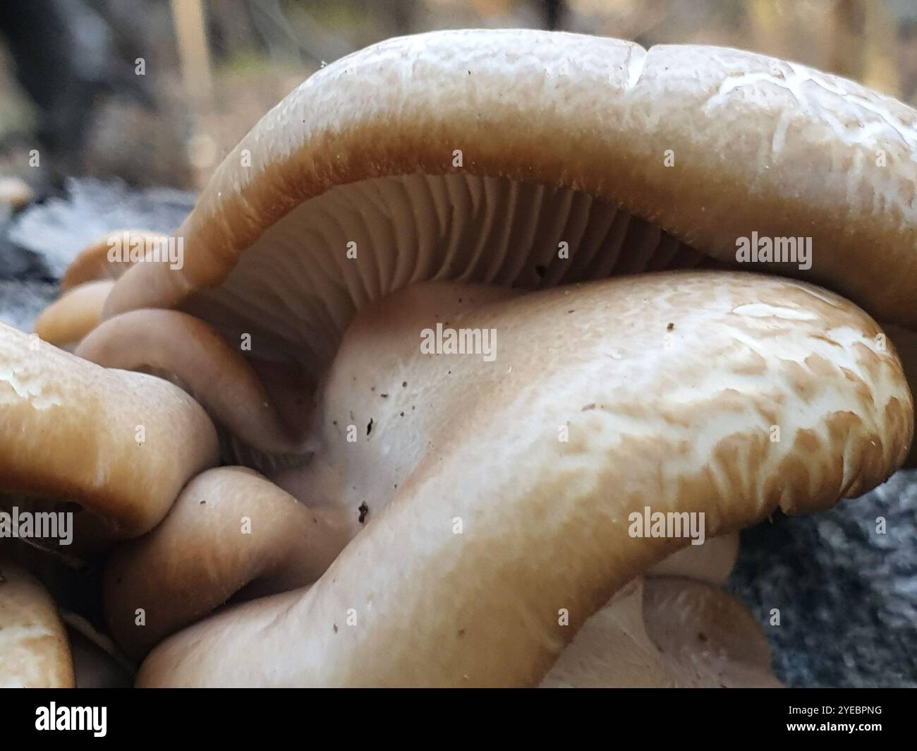 Oyster Mushroom (Pleurotus ostreatus Stock Photo - Alamy