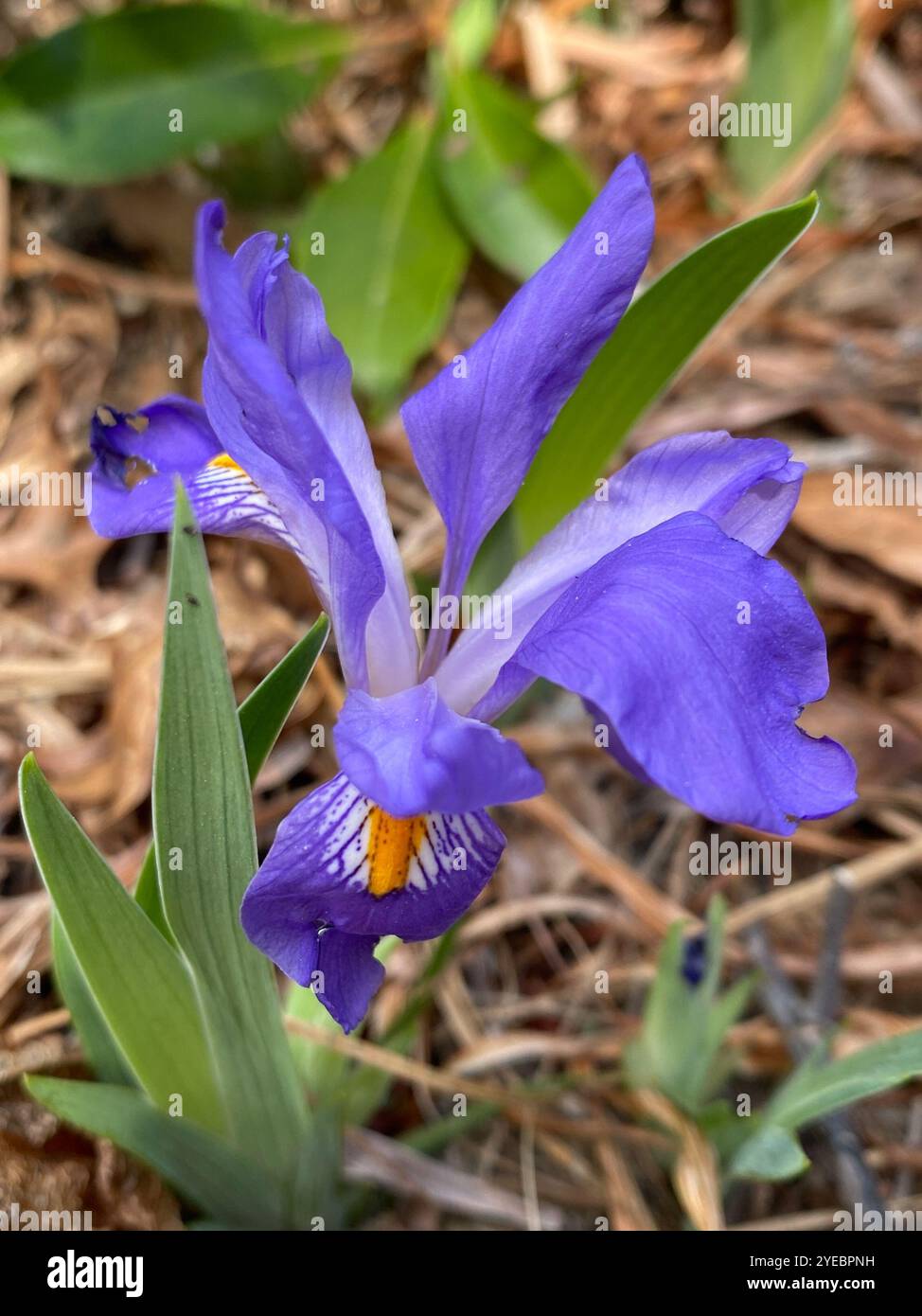 Iris verna hi-res stock photography and images - Alamy