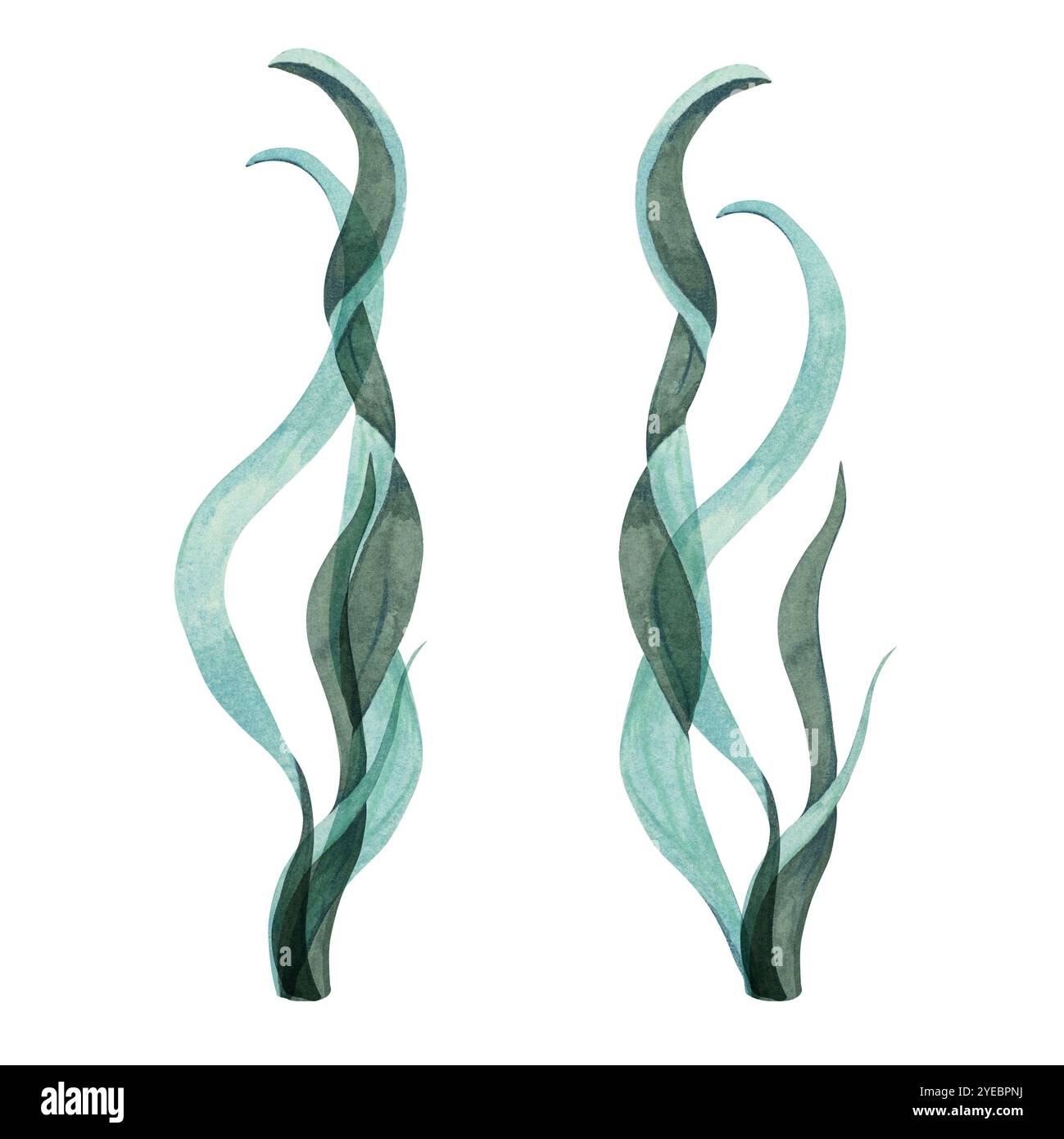 Two tall, teal watercolor seaweed plants with flowing curves. Kelp, laminaria isolated ...