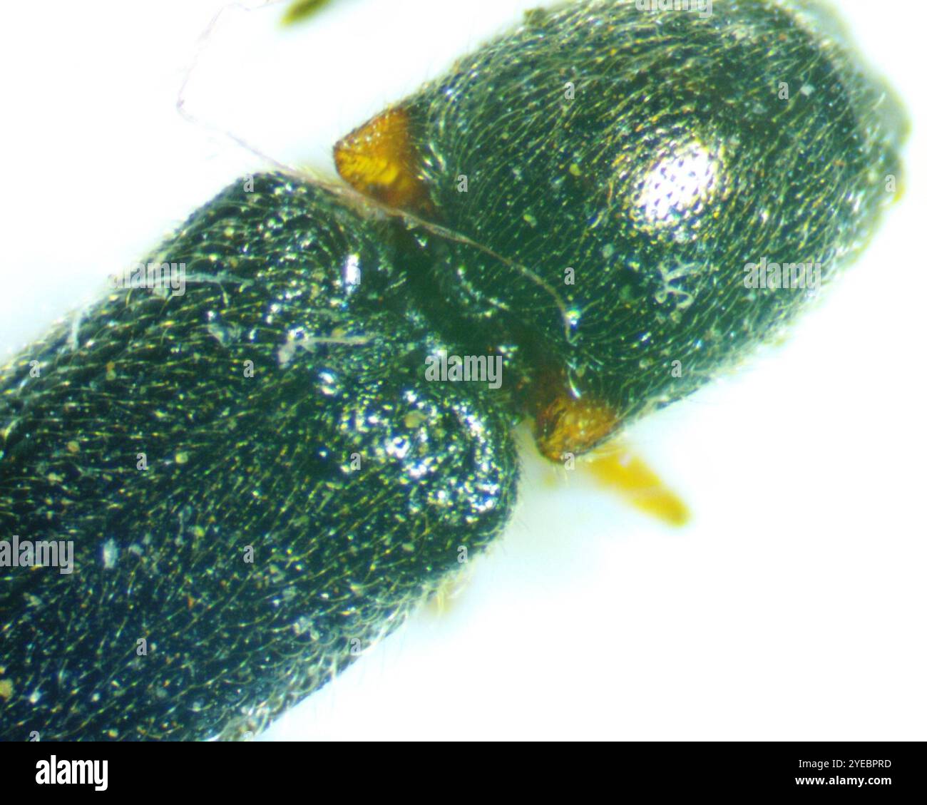 Basal Click Beetle (Limonius basilaris Stock Photo - Alamy