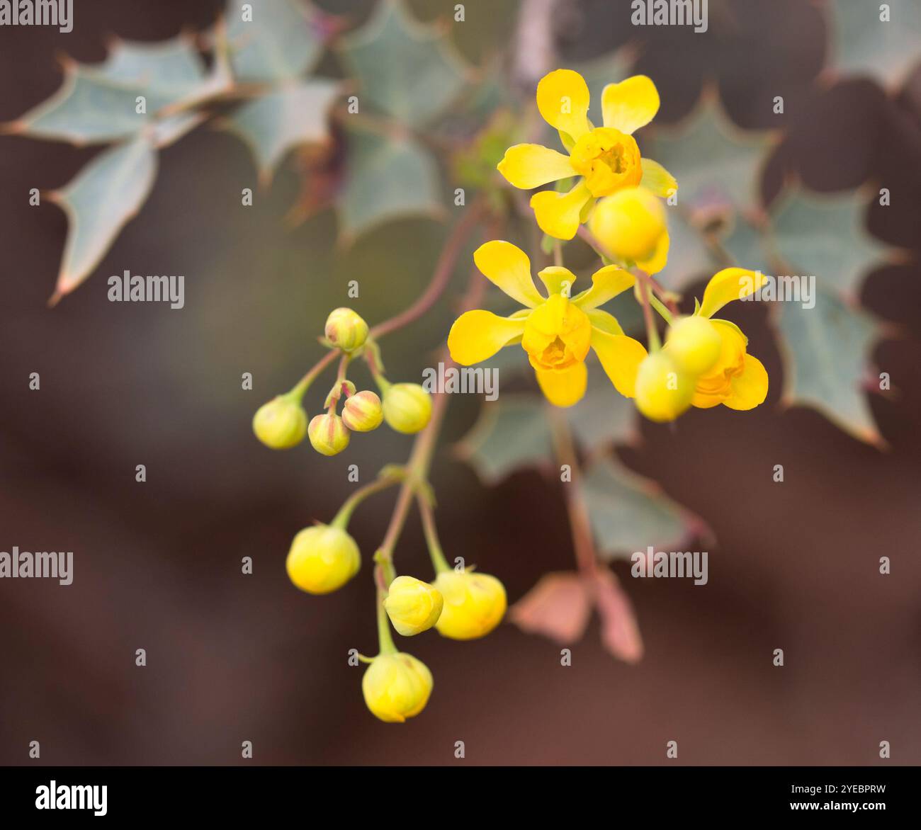 Berberis fremontii hi-res stock photography and images - Alamy