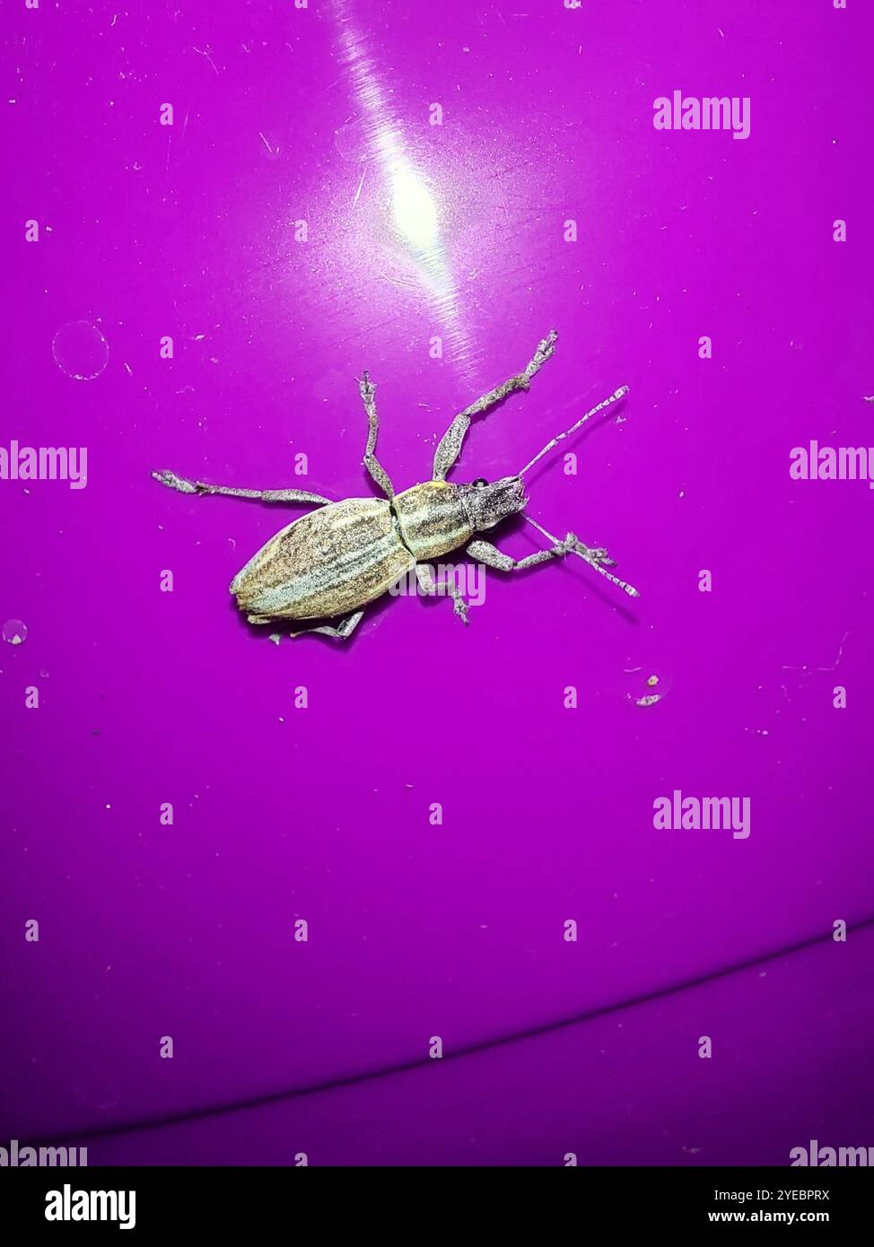 South American Fruit Tree Weevil (Naupactus xanthographus Stock Photo ...