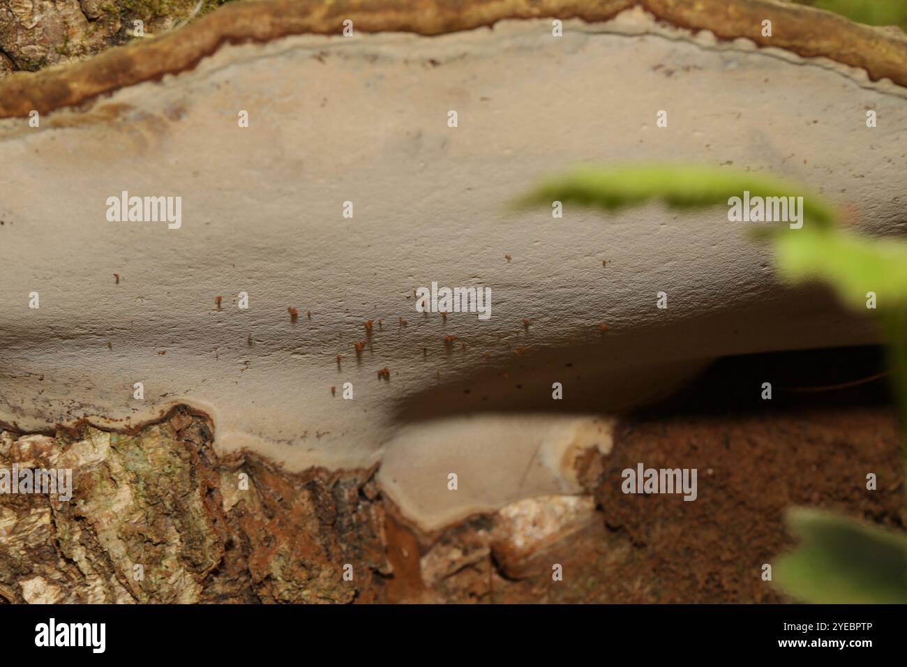 Willow Bracket (Phellinus igniarius Stock Photo - Alamy