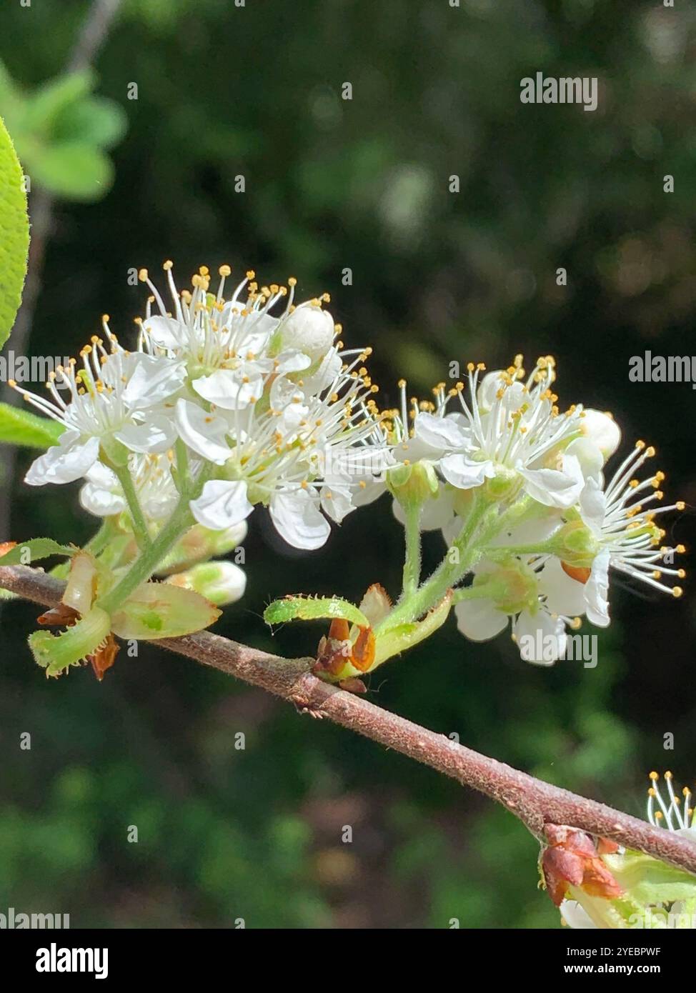 Bitter cherry (Prunus emarginata Stock Photo - Alamy