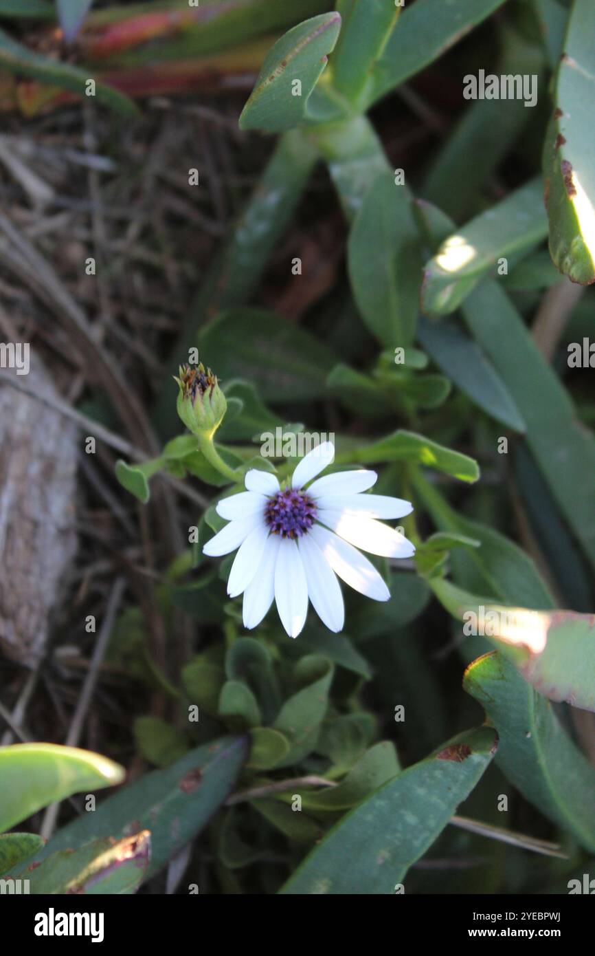 Afro-Australian daisies (Dimorphotheca Stock Photo - Alamy