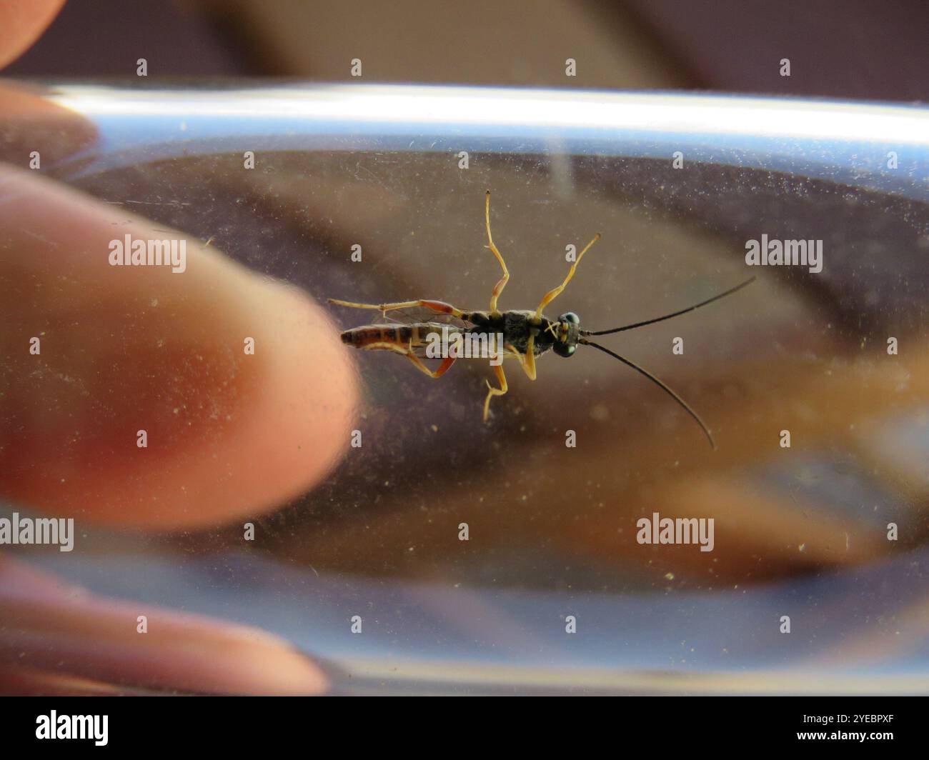 Common Hover Fly Parasitoid Wasp (Diplazon laetatorius Stock Photo - Alamy