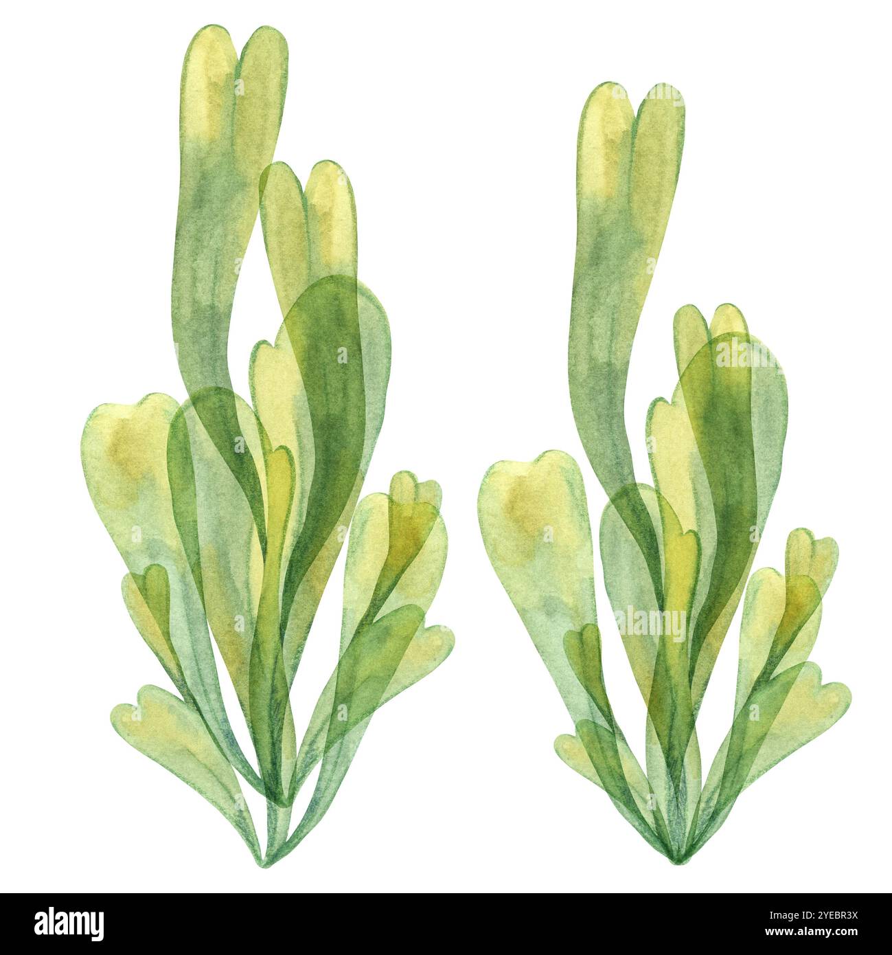 Two sea grapes algae illustrations in yellow green colors. Watercolor ...