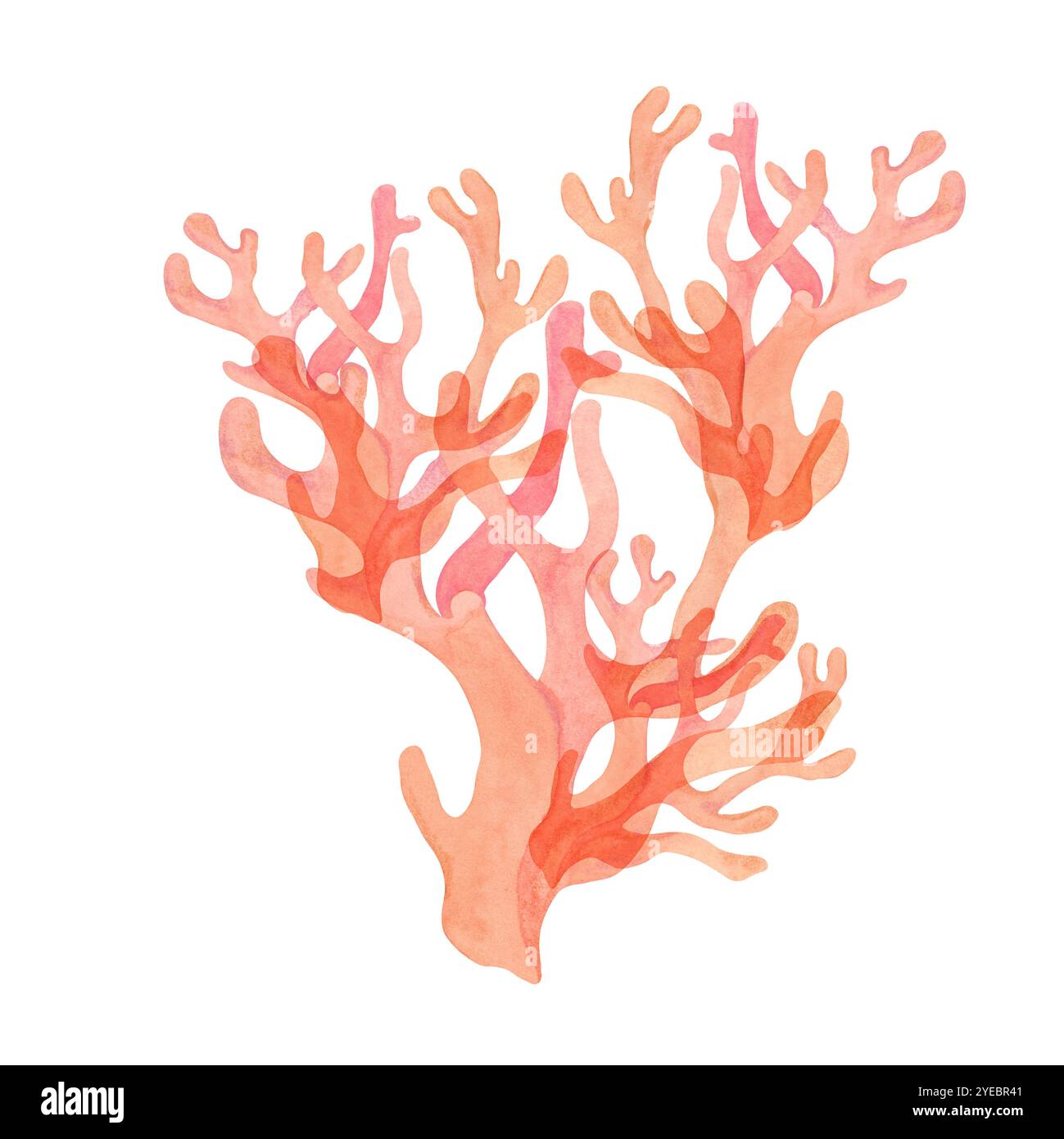 Pink watercolor coral clipart with branching structure. Red, fire coral ...