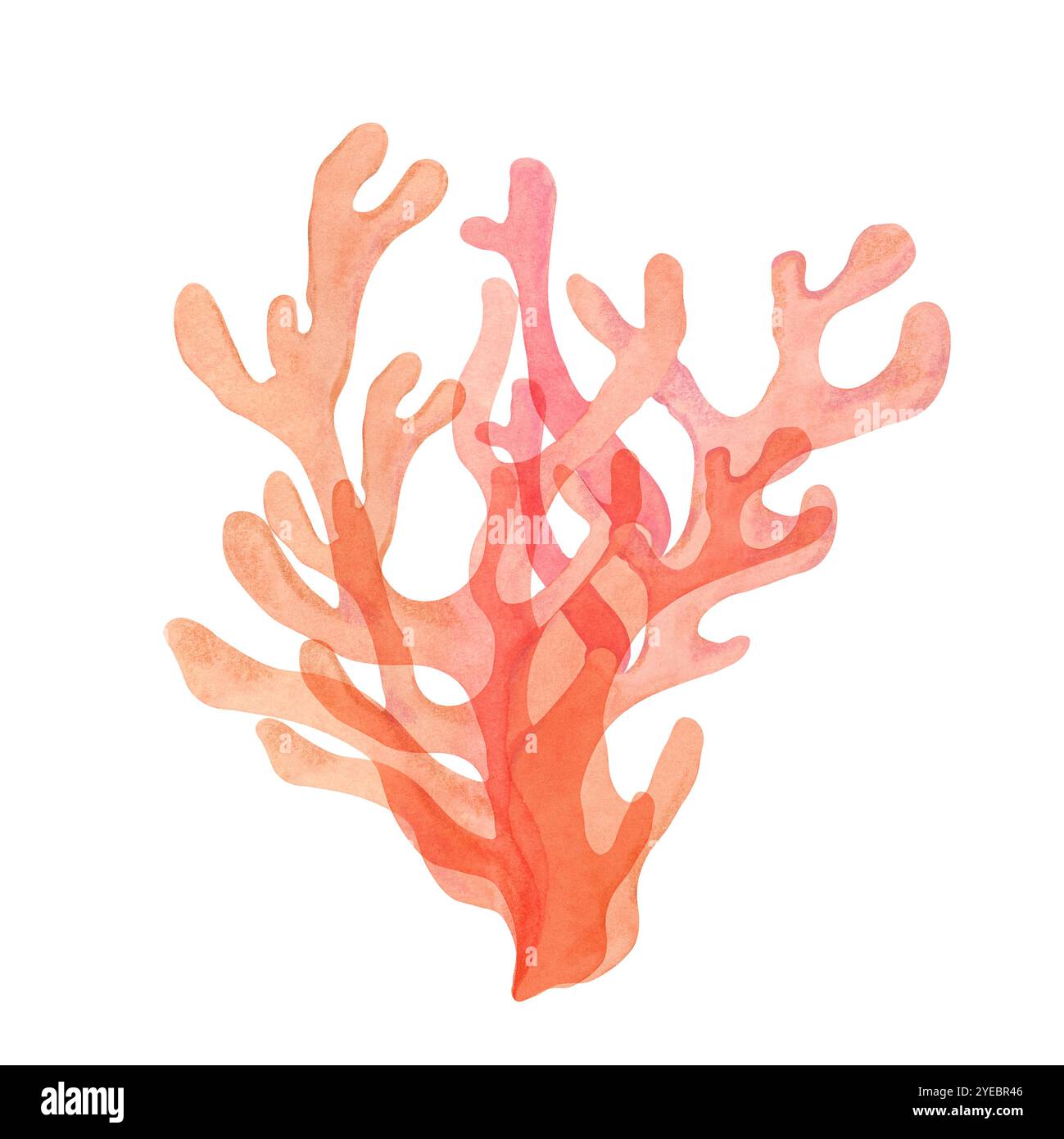 Light red watercolor coral clipart with delicate branching. A perfect addition to sea life ...