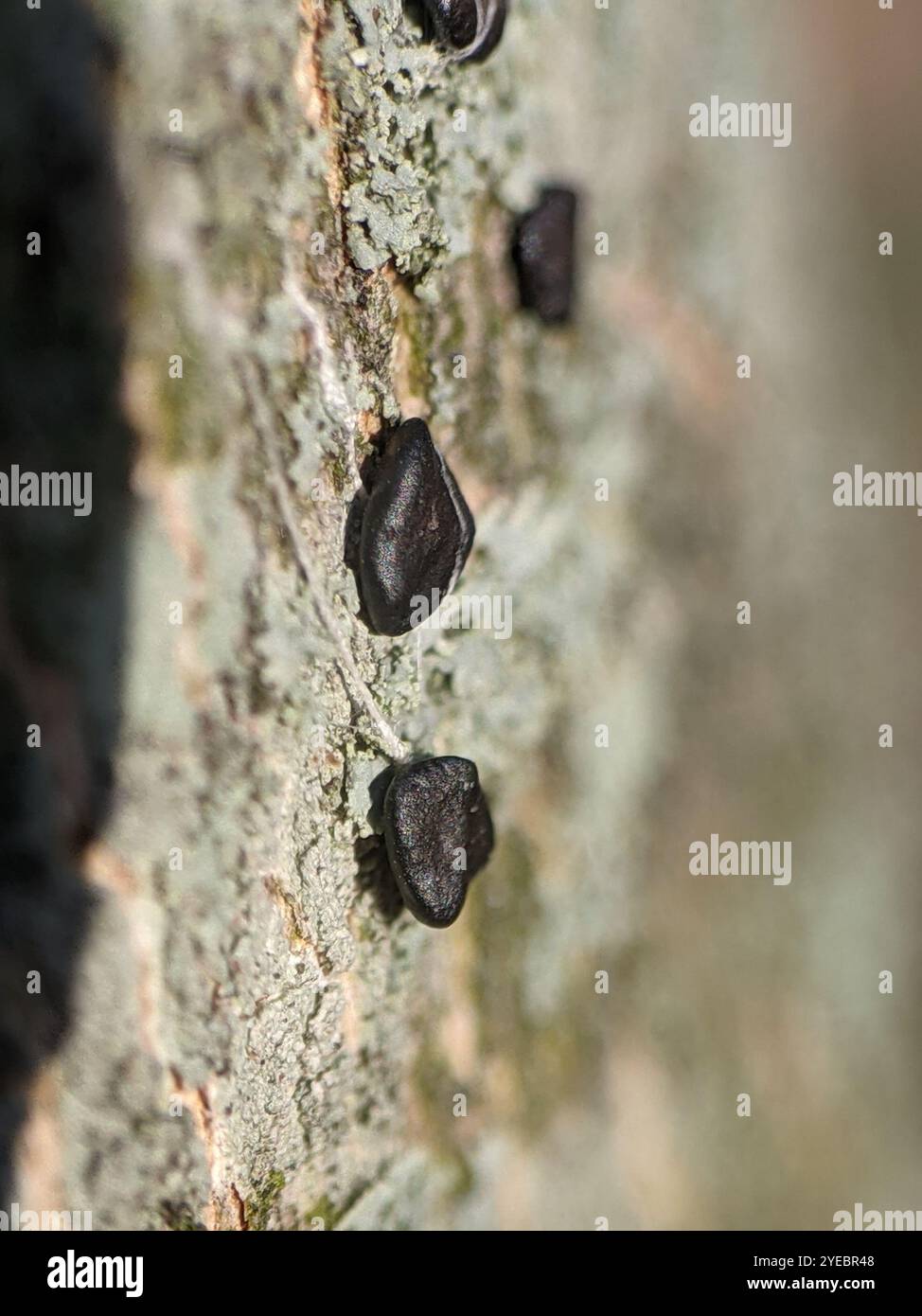 bird's nest fungi (Nidulariaceae Stock Photo - Alamy