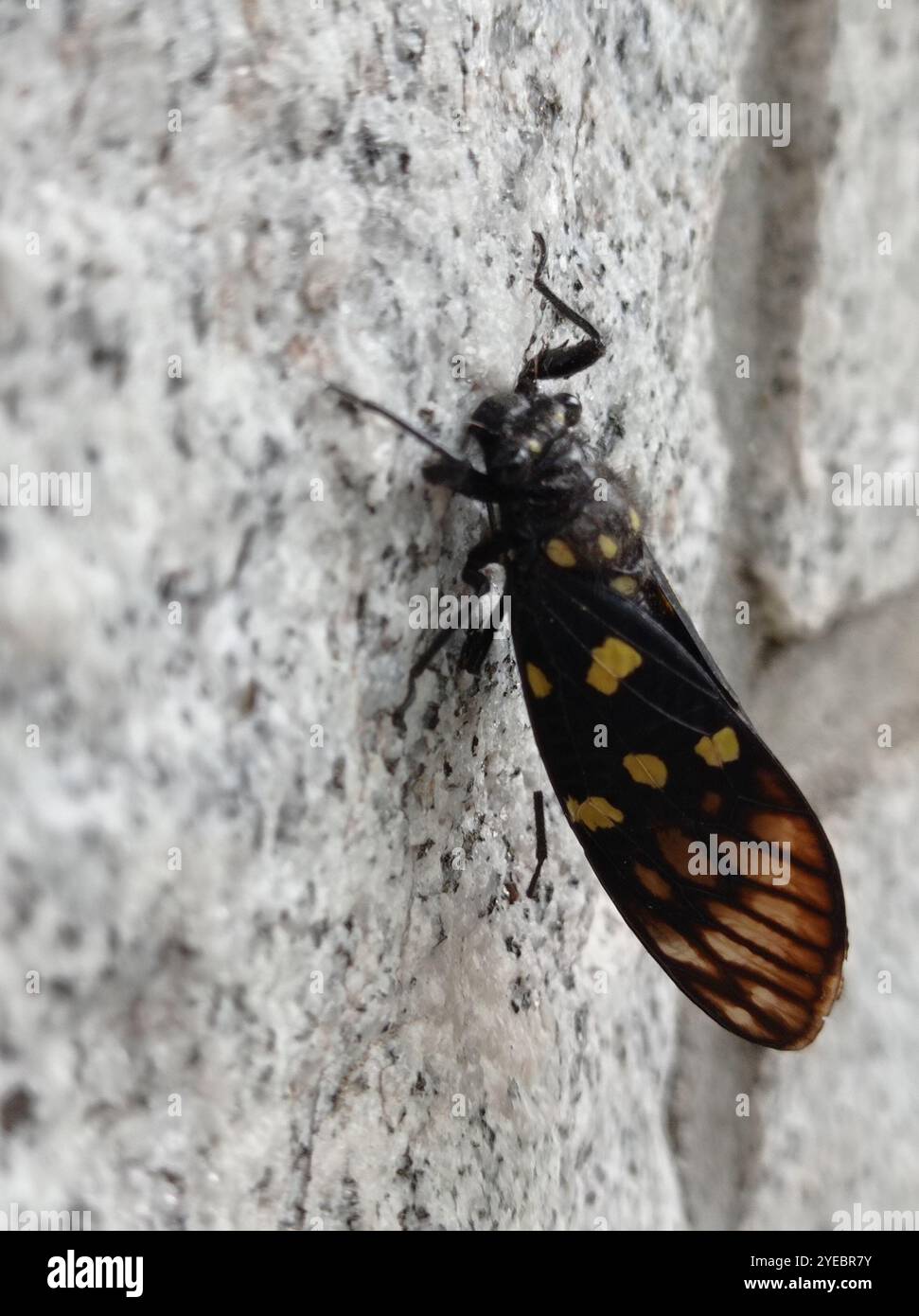 Speckled Black Cicada (Gaeana maculata Stock Photo - Alamy