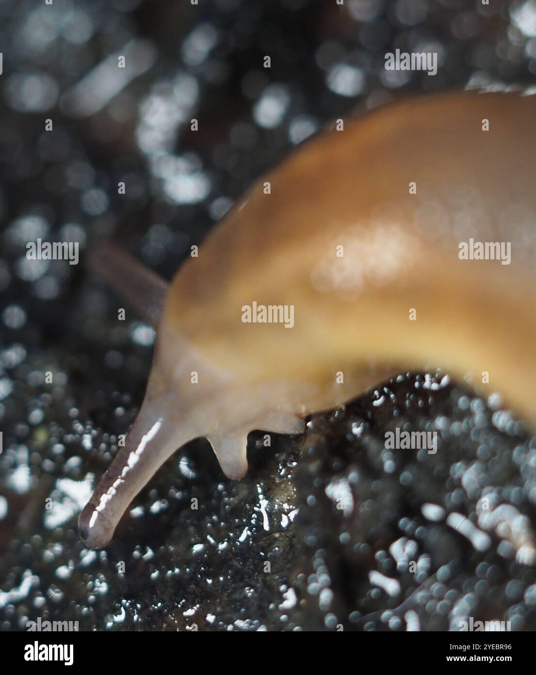 Western Dusky Slug (Arion subfuscus Stock Photo - Alamy