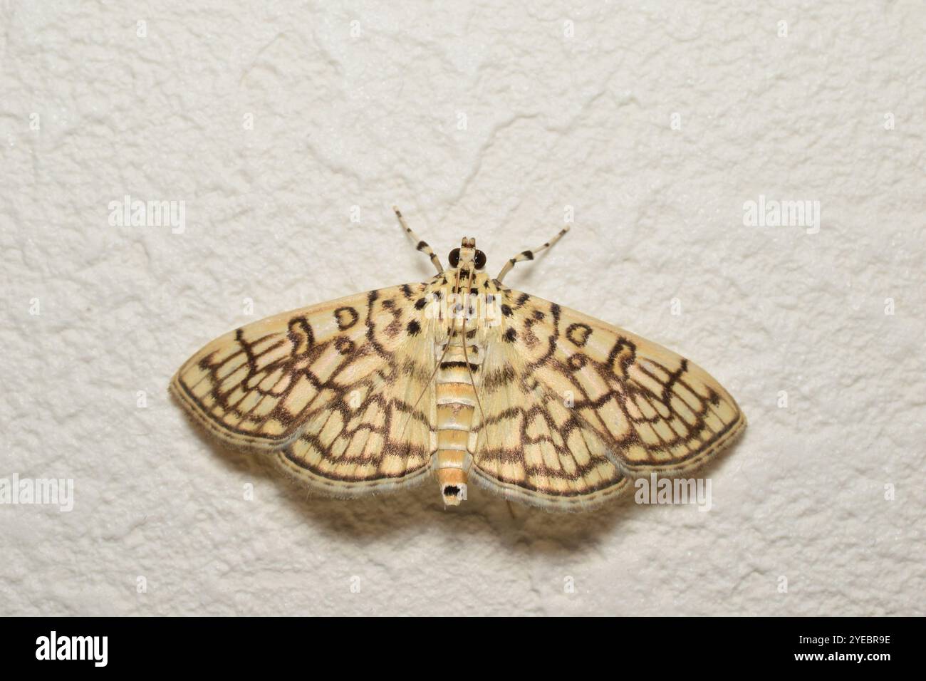 Cotton Leaf Roller (Haritalodes derogata Stock Photo - Alamy