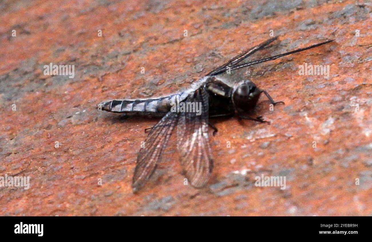 Blue Corporal (Ladona deplanata Stock Photo - Alamy