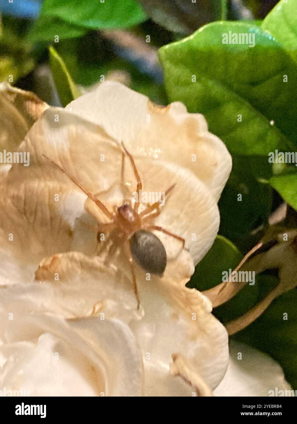 Ghost Spiders (Anyphaenidae Stock Photo - Alamy