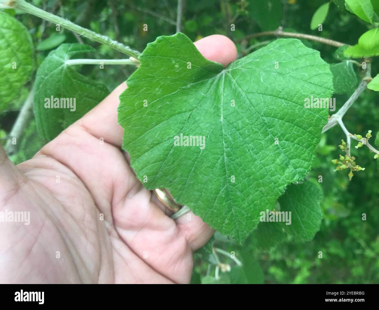 mustang grape (Vitis mustangensis Stock Photo - Alamy