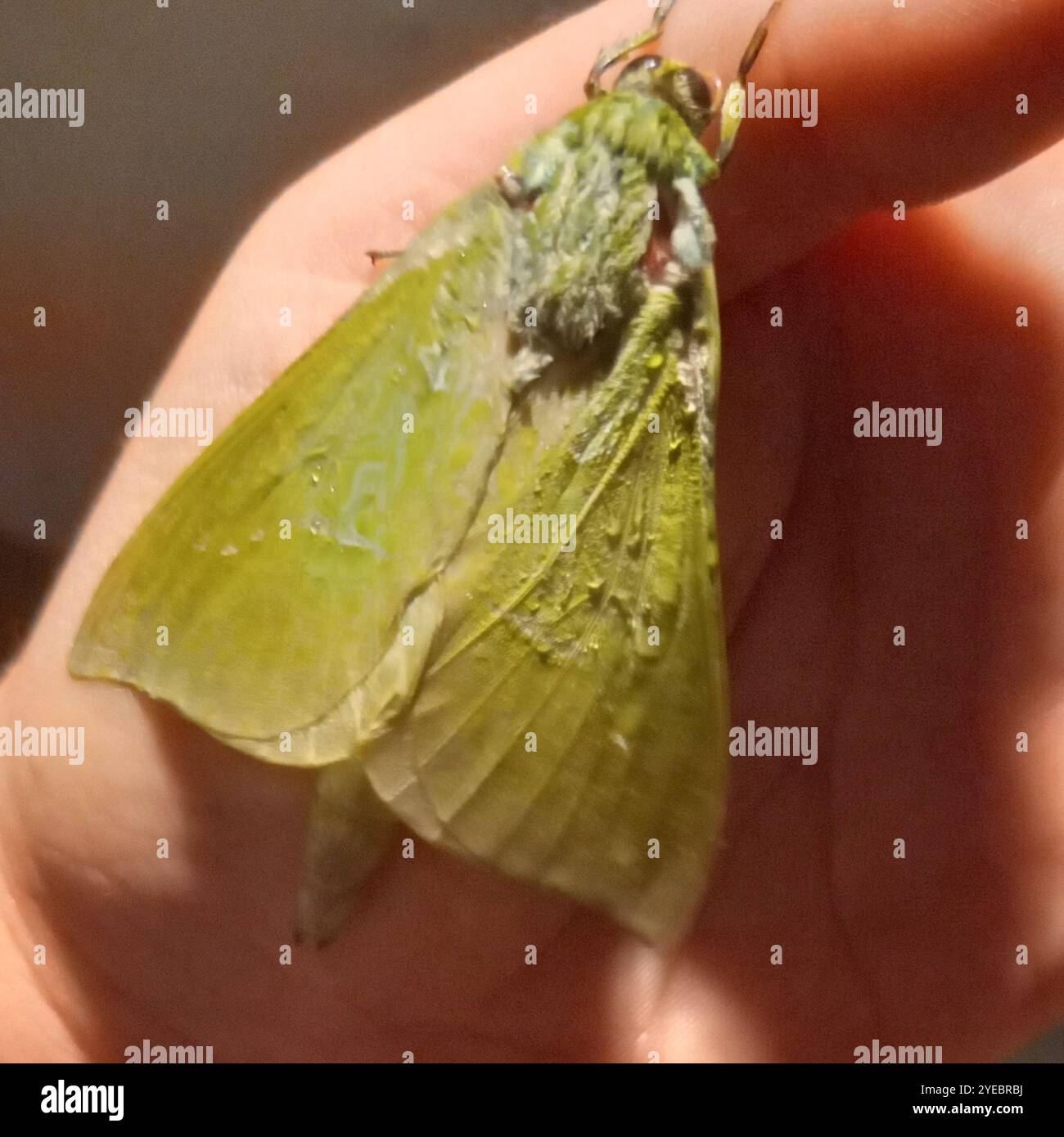 Puriri moth hi-res stock photography and images - Alamy