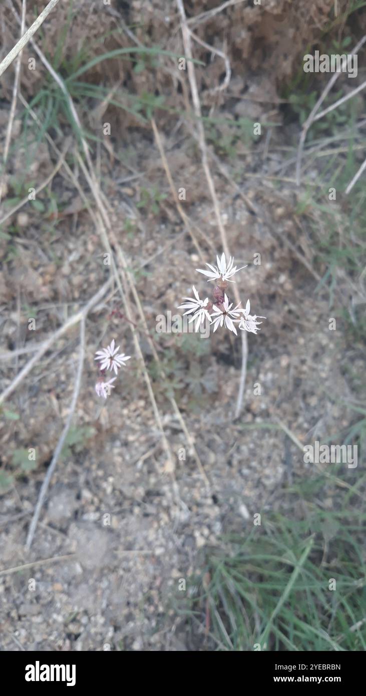woodland stars (Lithophragma Stock Photo - Alamy