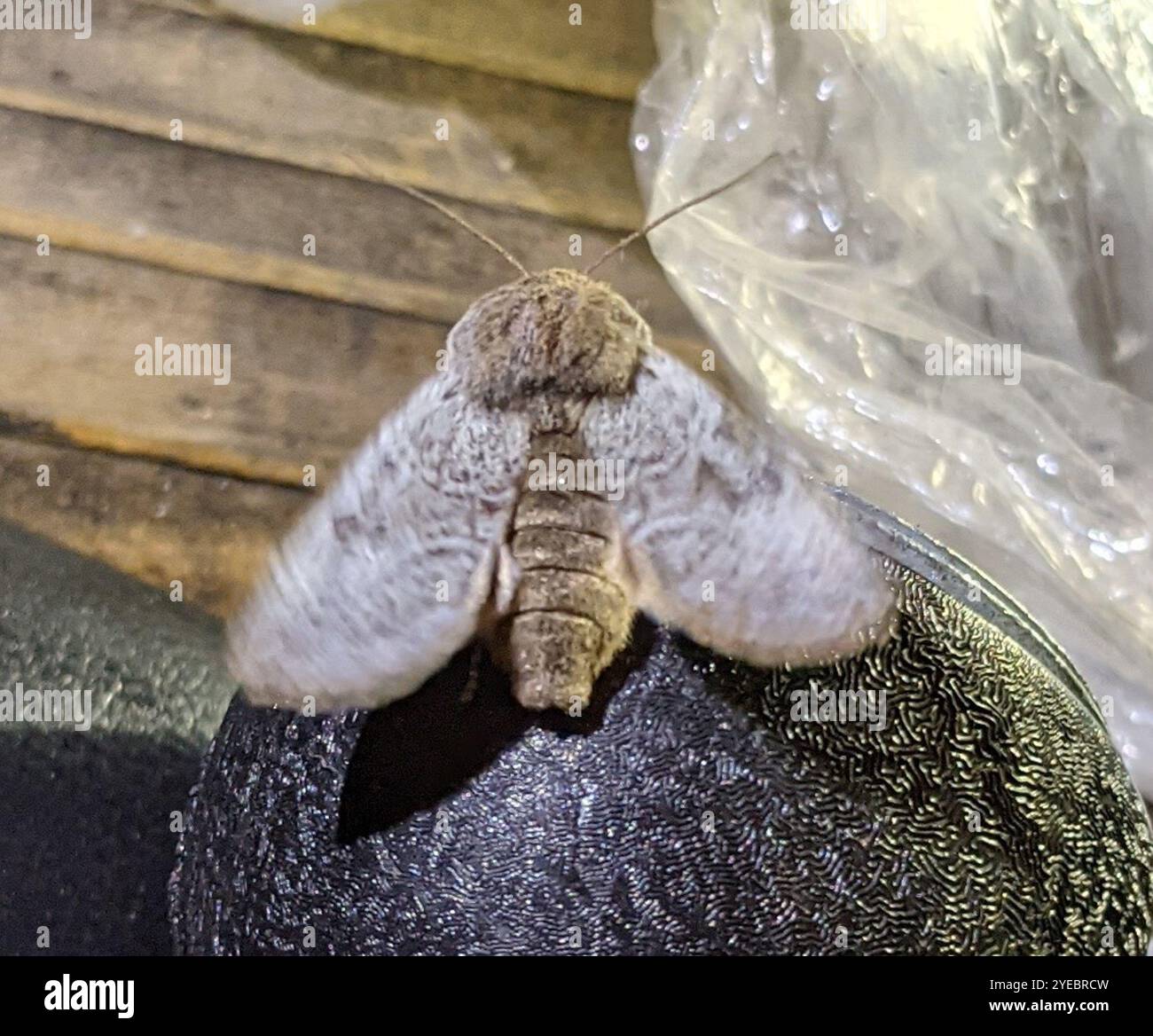 Cutworms and Dart Moths (Noctuinae Stock Photo - Alamy
